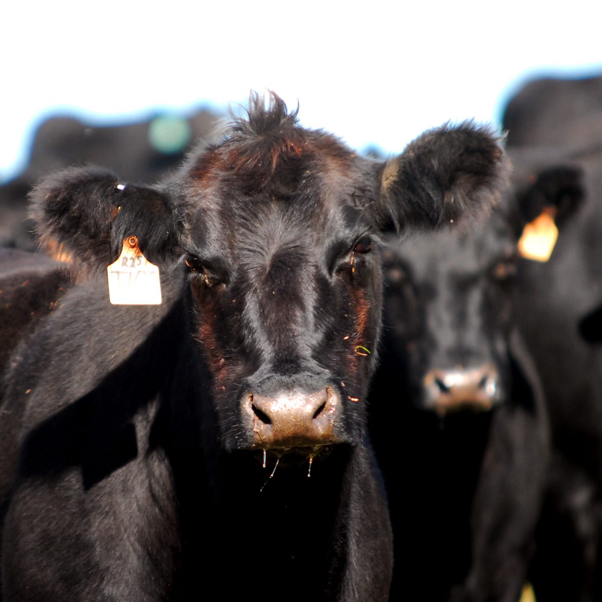 The Angus Society of Australia – Supporting Angus Cattle Breeders and ...