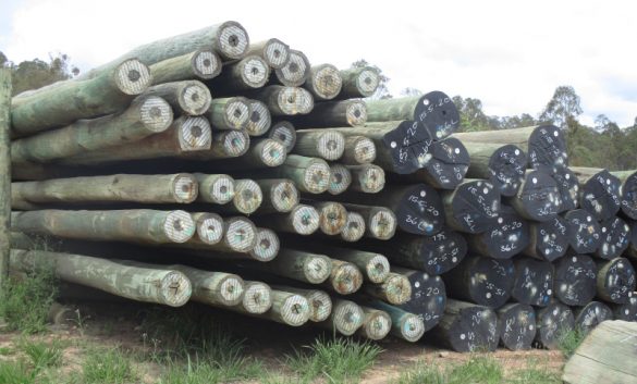 DTM Timber - Ensuring A Greener Future | Business View Oceania