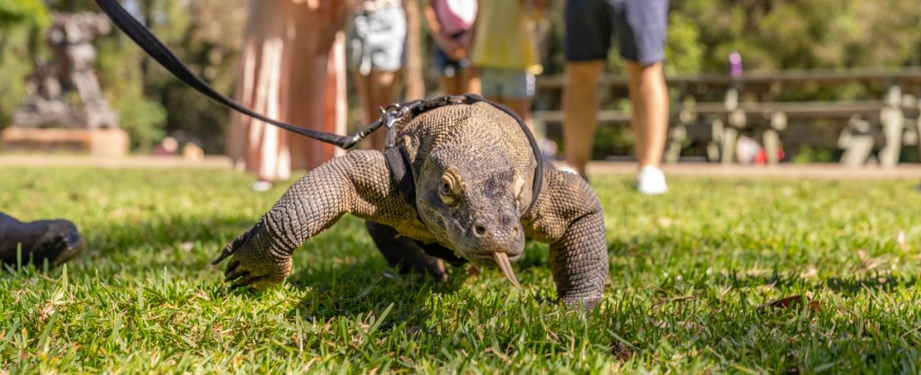 Australian Reptile Park - Somersby, New South Wales, Australia ...