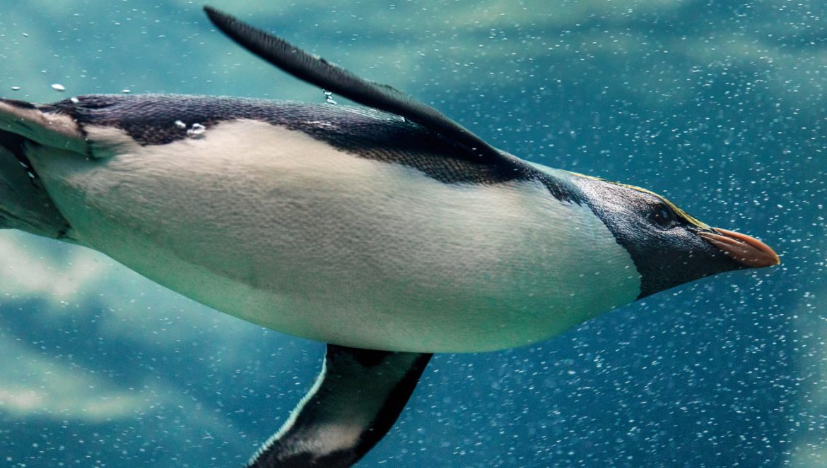 The Zoo and Aquarium Association (ZAA) - Australia and New Zealand ...