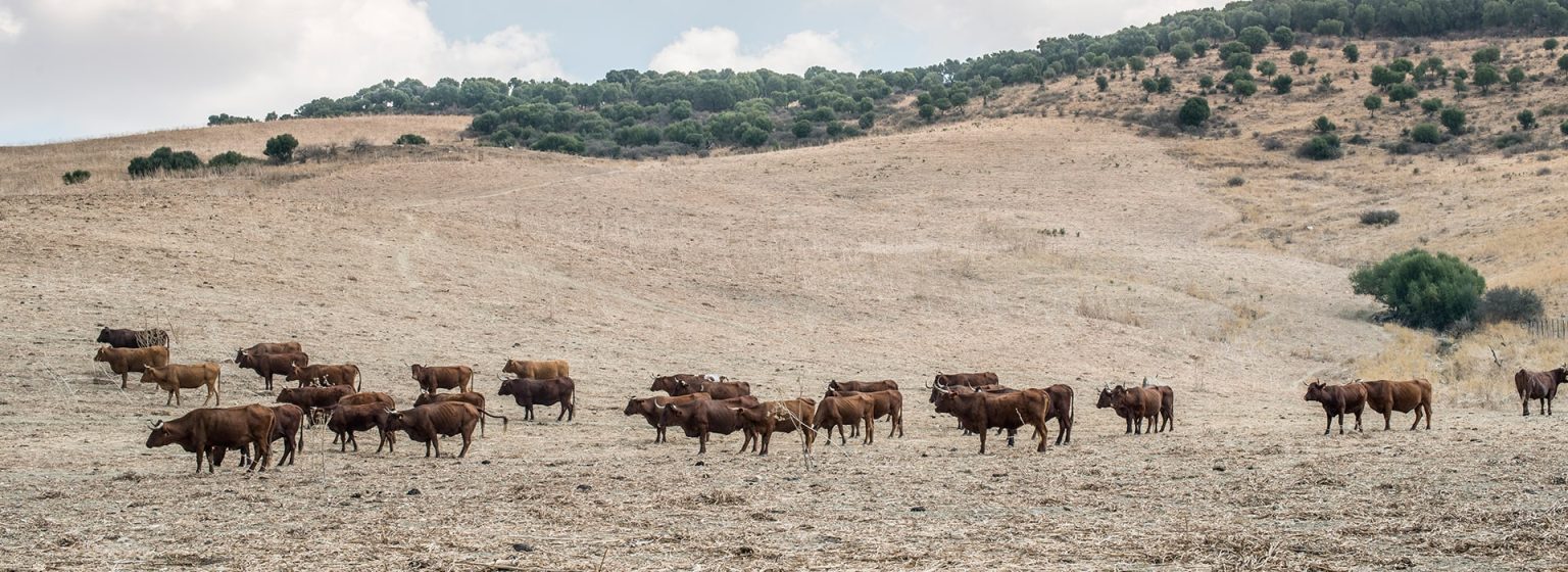 Opening Lines - Droughts Lasting Longer Across Australia, Study Shows ...